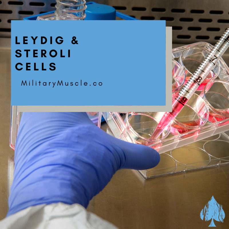 What are the Function of Leydig Cells? – Military Muscle Tactical Nutrition